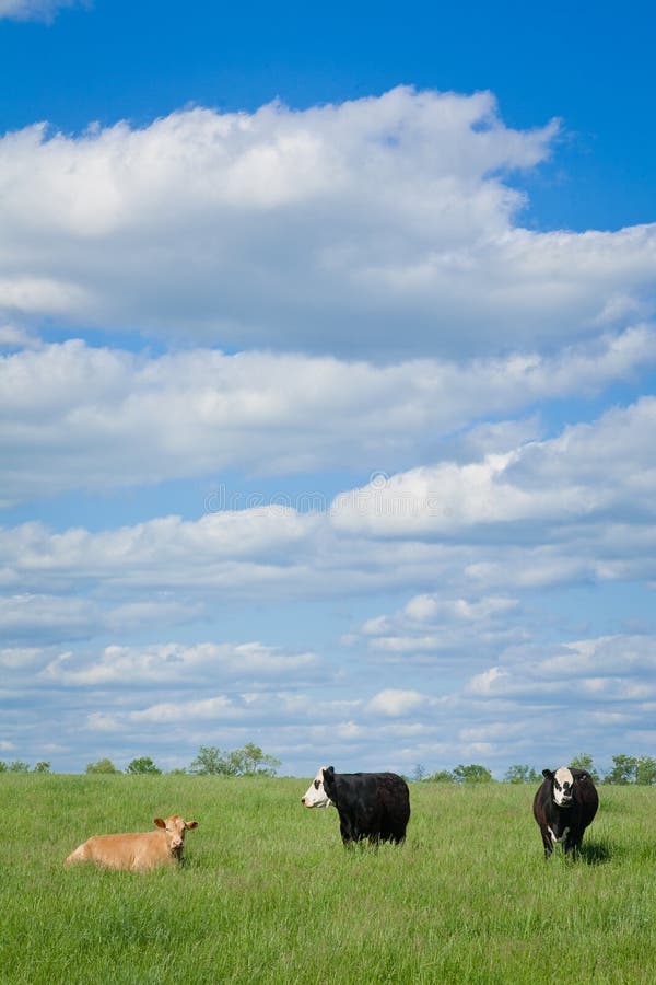 Dairy Cattle with Blue Sky Background Stock Photo - Image of milk ...
