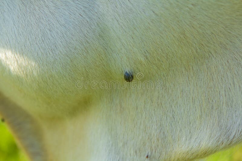 Cattle tick Free Stock Photos - StockFreeImages