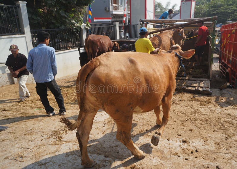 Cattle editorial image. Image of animal, java, business - 62891760