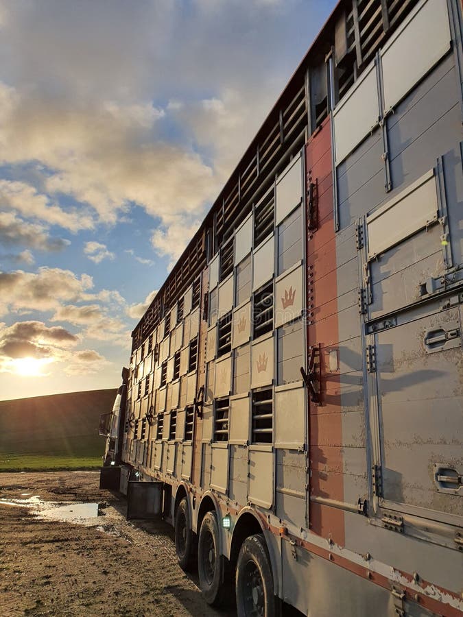 A Cattle Truck on the German Highway Stock Image - Image of cargo, food ...