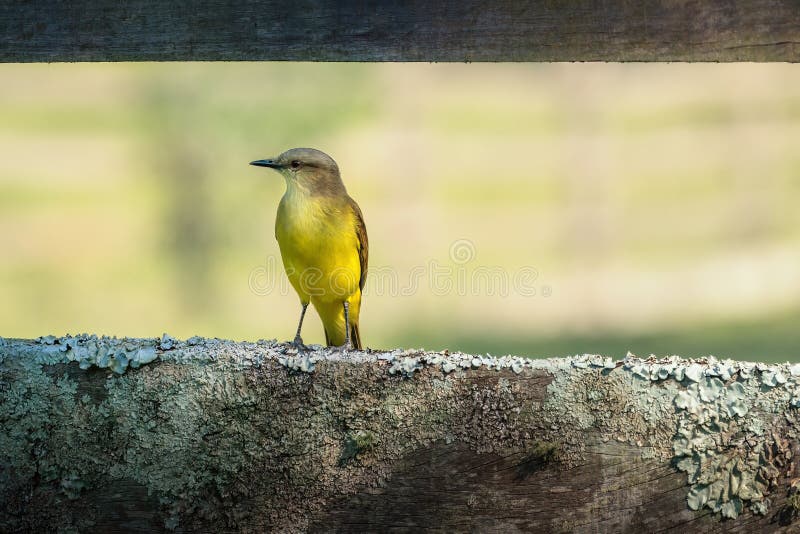 Cattle Tyrant bird stock photo. Image of passerine, birdwatching ...