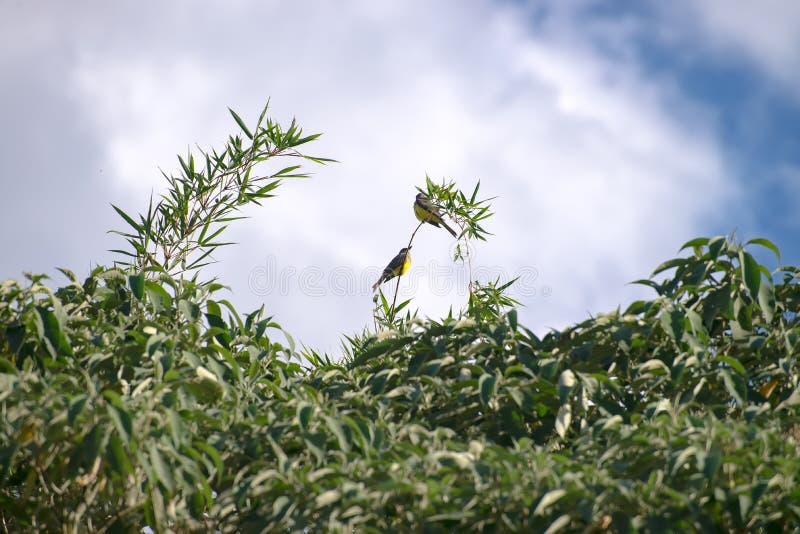 The Cattle Tyrant Yellow Bird Perched on a Tree Stock Image - Image of ...