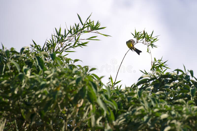 The Cattle Tyrant Yellow Bird Perched on a Tree Stock Image - Image of ...
