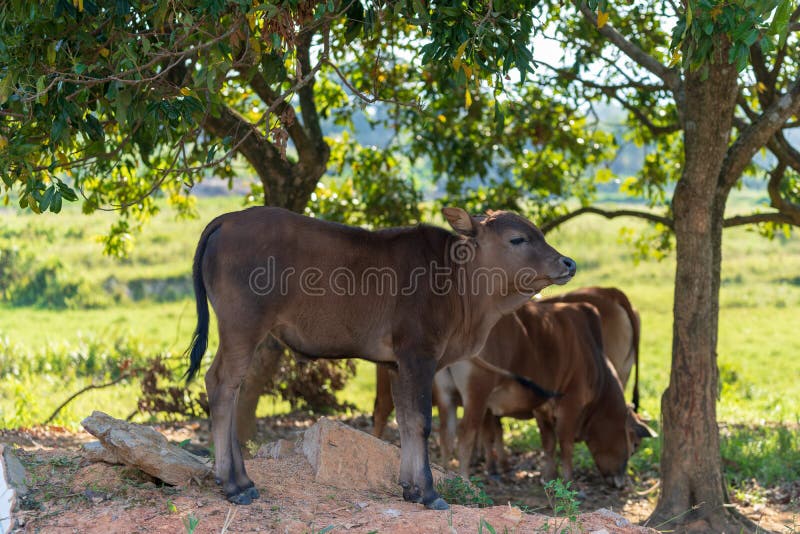 Cattle under the tree stock photo. Image of wilderness - 132005234