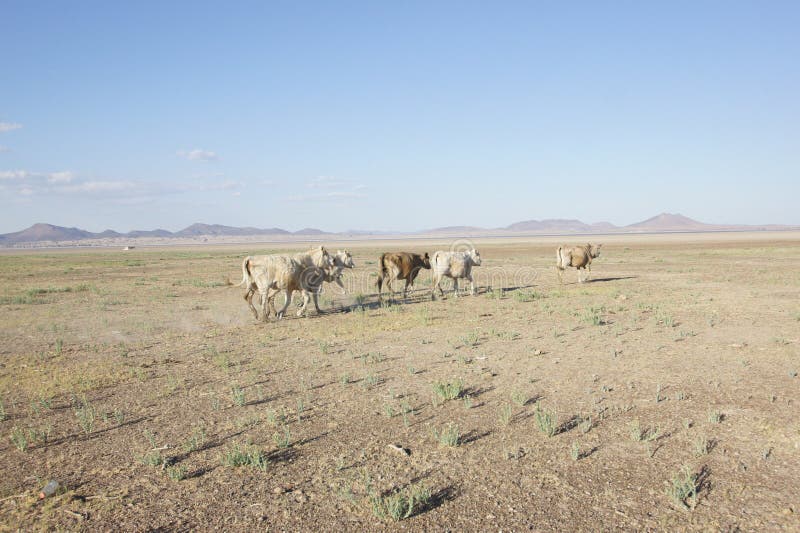 Cattle in desert stock image. Image of mountains, running - 30230077