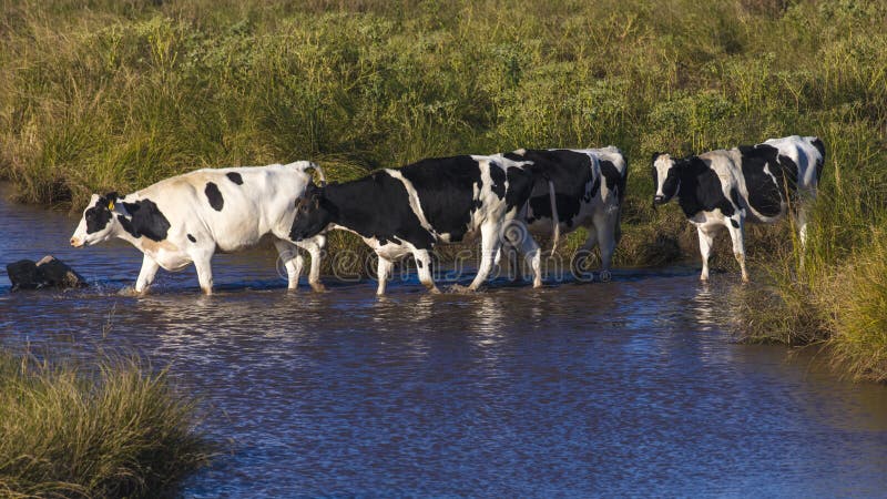 Cattle Walking through Water Stream Outside of Amarillo Texas Stock ...