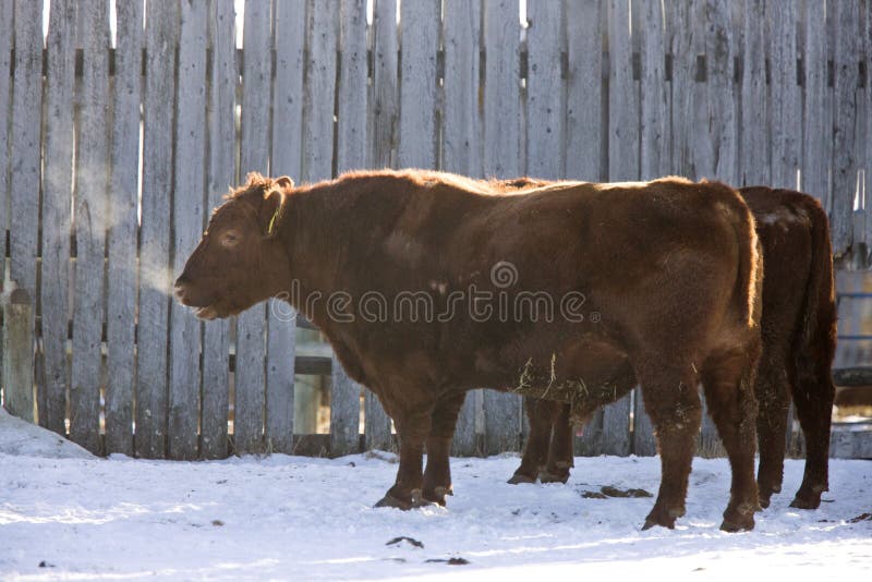 Cattle in Winter stock photo. Image of alberta, rangeland - 18946704