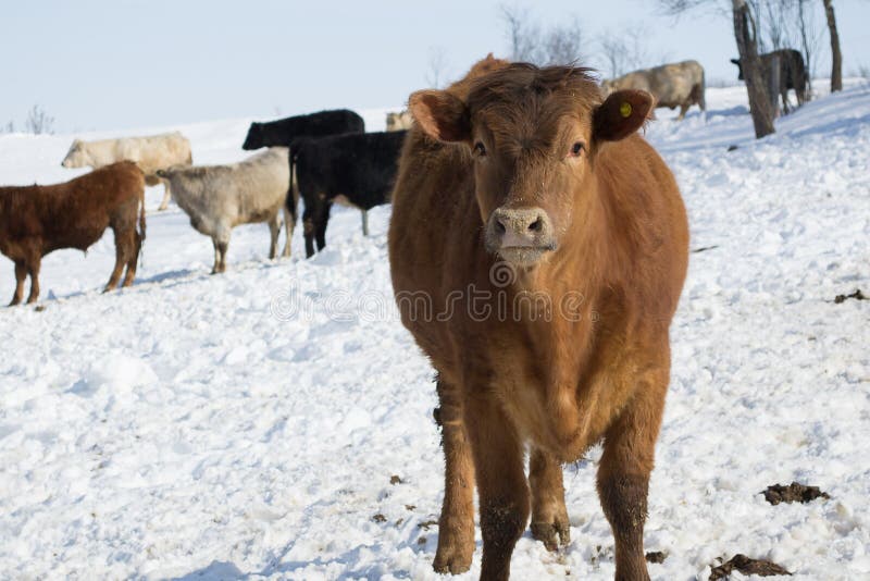 Cattle in Winter stock image. Image of livestock, farmers - 53365871