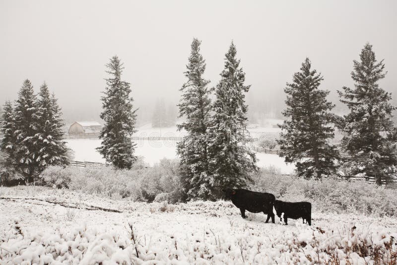 Cattle in winter pasture stock photo. Image of snow, canada - 14397732