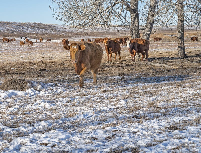 Cattle in a Winter Pasture at Beiseker Stock Photo - Image of ranching ...