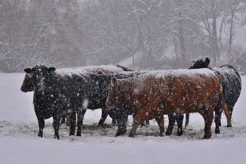 1,333 Cattle Storm Stock Photos - Free & Royalty-Free Stock Photos from ...