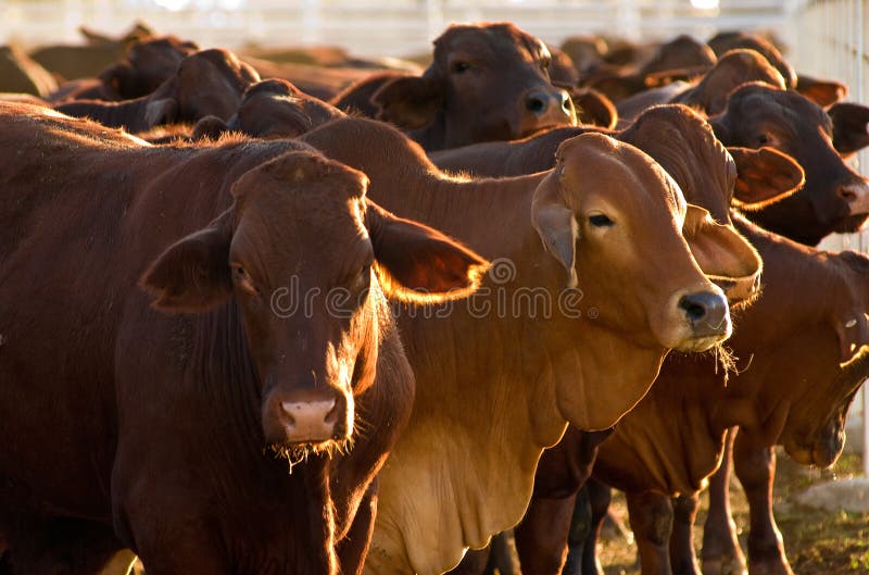Cattle in yards stock image. Image of country, heifer - 4153731