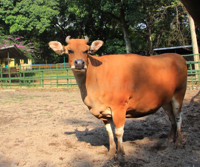 Cattle in the zoo stock image. Image of farming, beef - 79774893