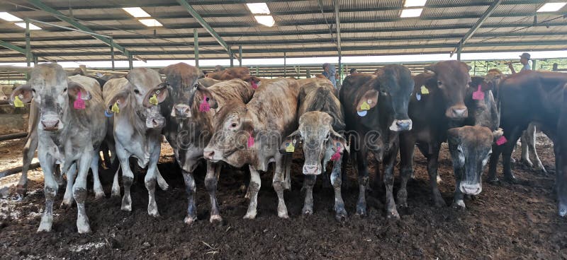 Cattle Lairage Scotland Stock Photos - Free & Royalty-Free Stock Photos ...