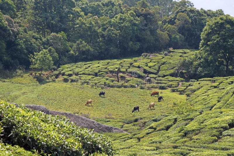 Cattles are Grazing in a Grass Field Surrounded with Tea Plants and ...