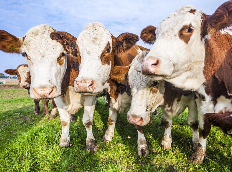 Cattles at a Meadow Waiting for Feeding Stock Image - Image of closeup ...