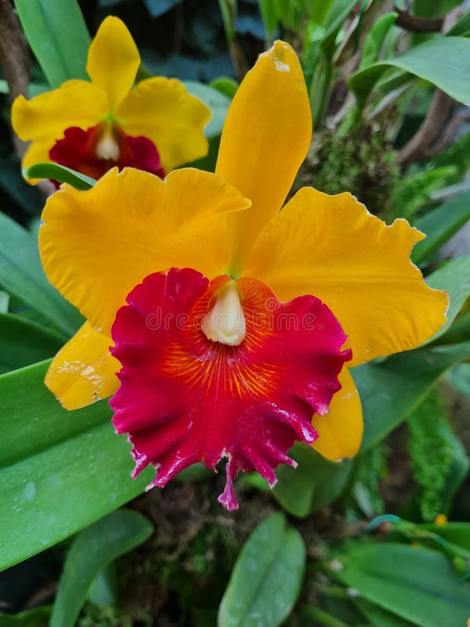 Cattleya Coral Stock Photos - Free & Royalty-Free Stock Photos from ...