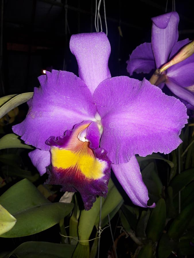 Cattleya Es Reina De Flores Imagen de archivo - Imagen de flores, reina ...