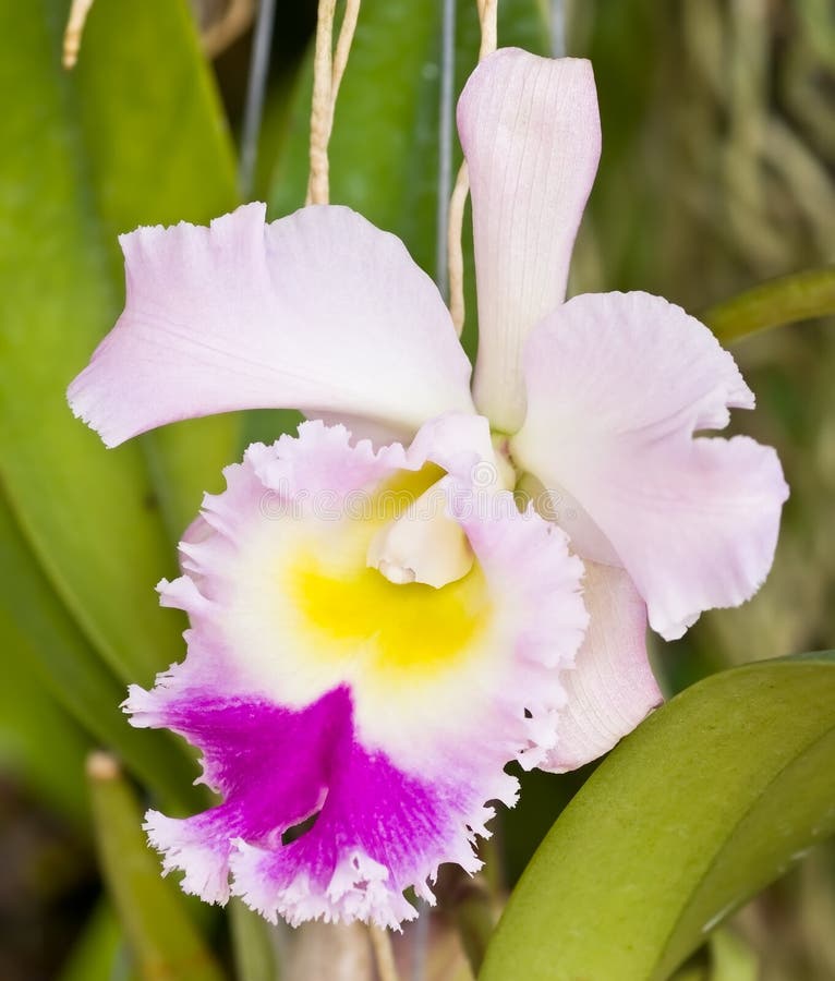 Cattleya labiata stock photo. Image of flora, petal, beauty - 23952990