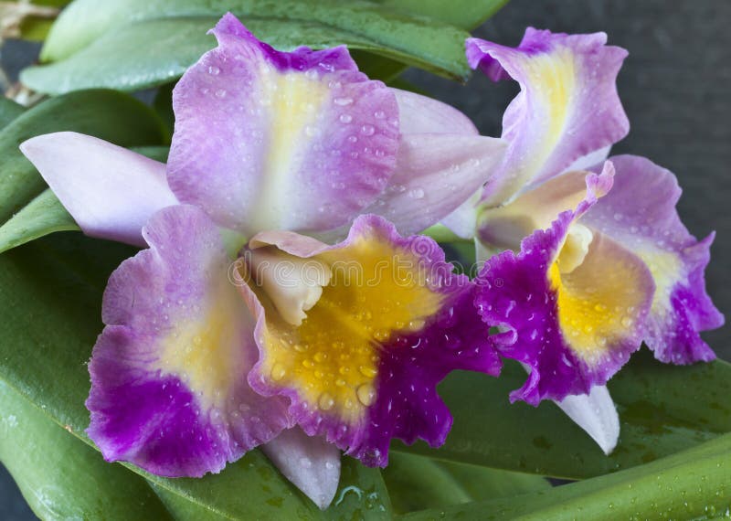 Cattleya Orchids stock image. Image of petals, bloom, orchid - 2615685