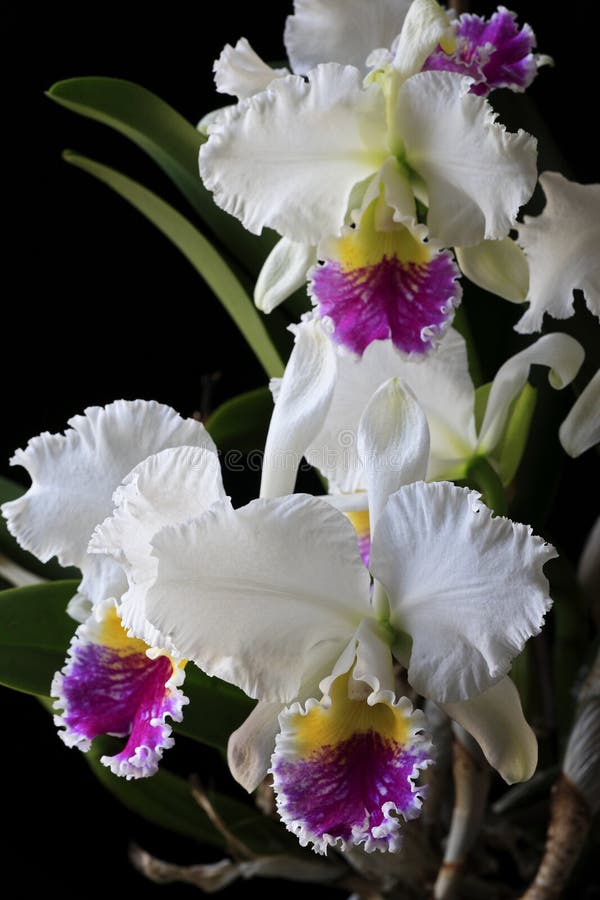 Cattleya orchid stock image. Image of garden, nature, petal - 6197061