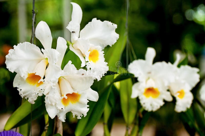 Cattleya Orchid stock image. Image of idyllic, petal - 33000421