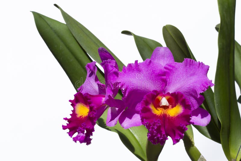 Cattleya orchid flower stock photo. Image of orchid, beauty - 51399410