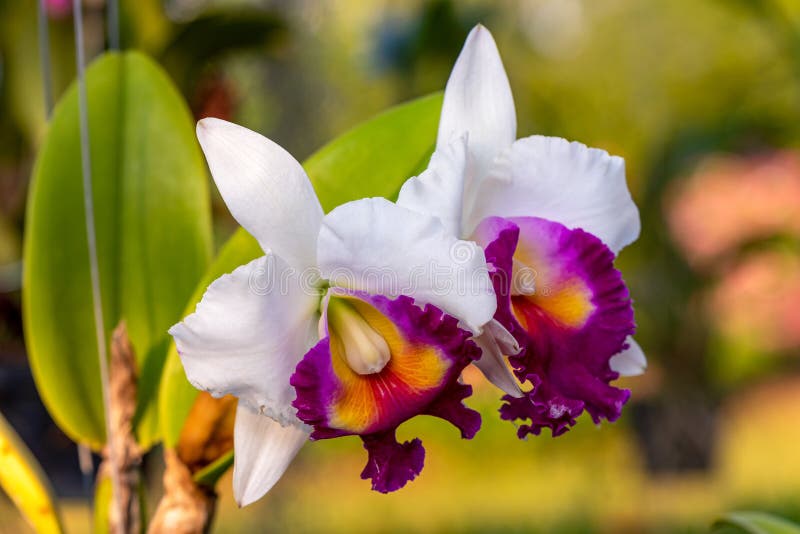 Cattleya Orchid Flowers Blooming Stock Photo - Image of spring, macro ...