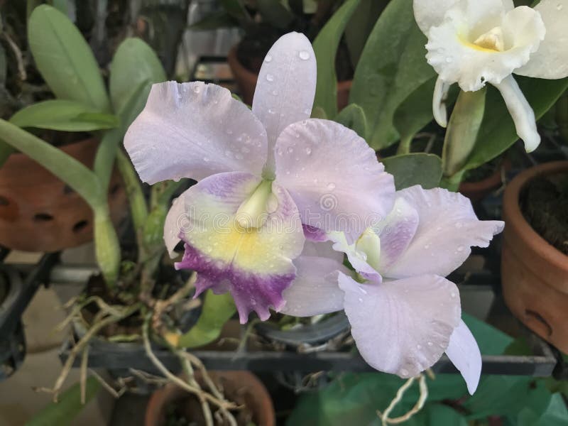 Cattleya orchid stock photo. Image of nature, cattleya - 84165542