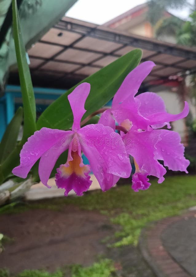 Cattleya Orchid Full Bloom Beautiful Pink Flowers Stock Photos - Free ...