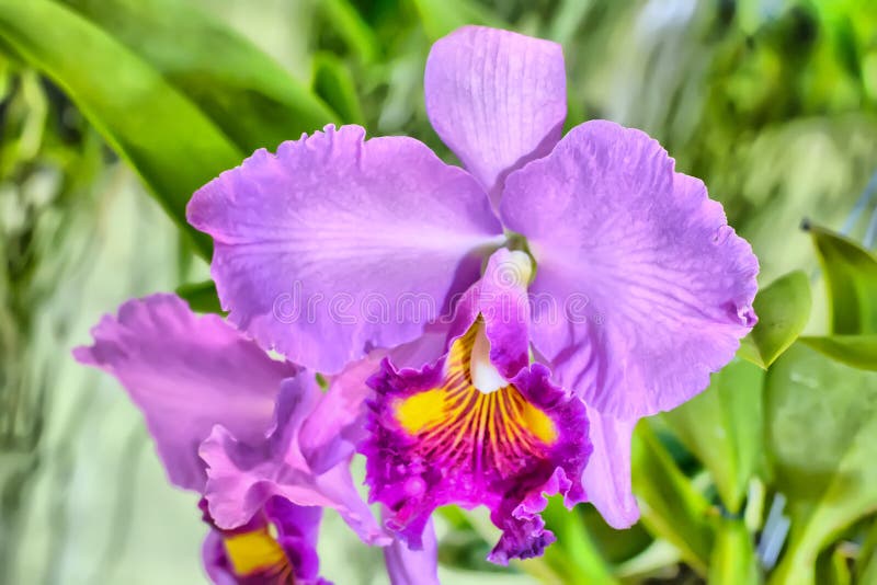 Cattleya orchid stock image. Image of beauty, botanical - 109466351