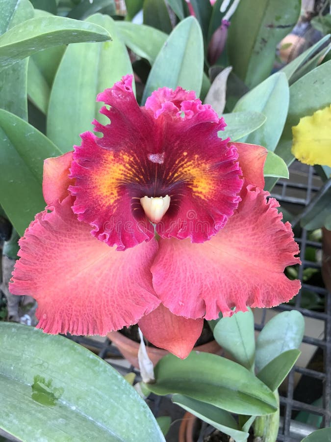 Cattleya Orchids stock image. Image of fresh, tree, green - 84165855