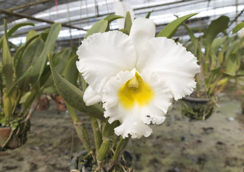Cattleya White Diamond Orchid Stock Image - Image of white, sirikhit ...