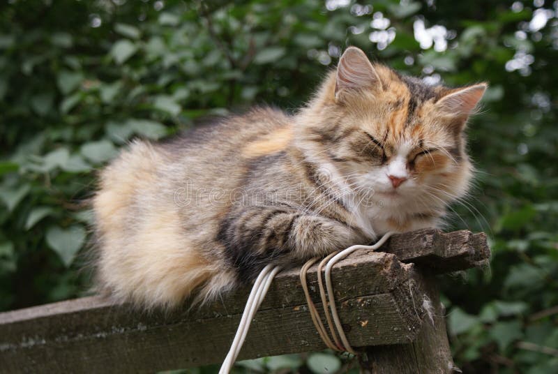Catty stock photo. Image of sleep, striped, moustaches - 8219796