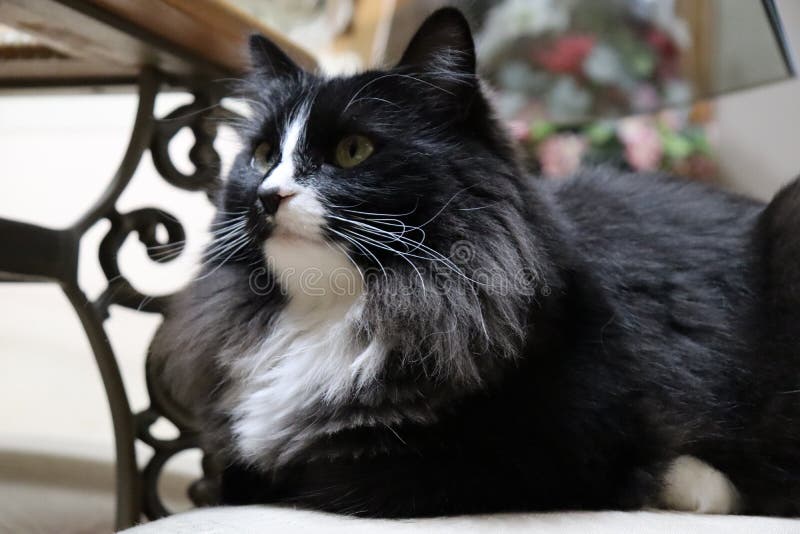 Catty cat stock image. Image of pets, baby, catty, animal - 203016739