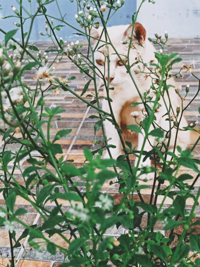 Catty the Cat stock image. Image of branch, leaf, flower - 201163227