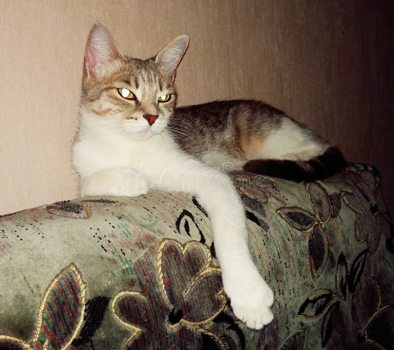 Catty stock photo. Image of wonderful, beautiful, eyes - 172663258