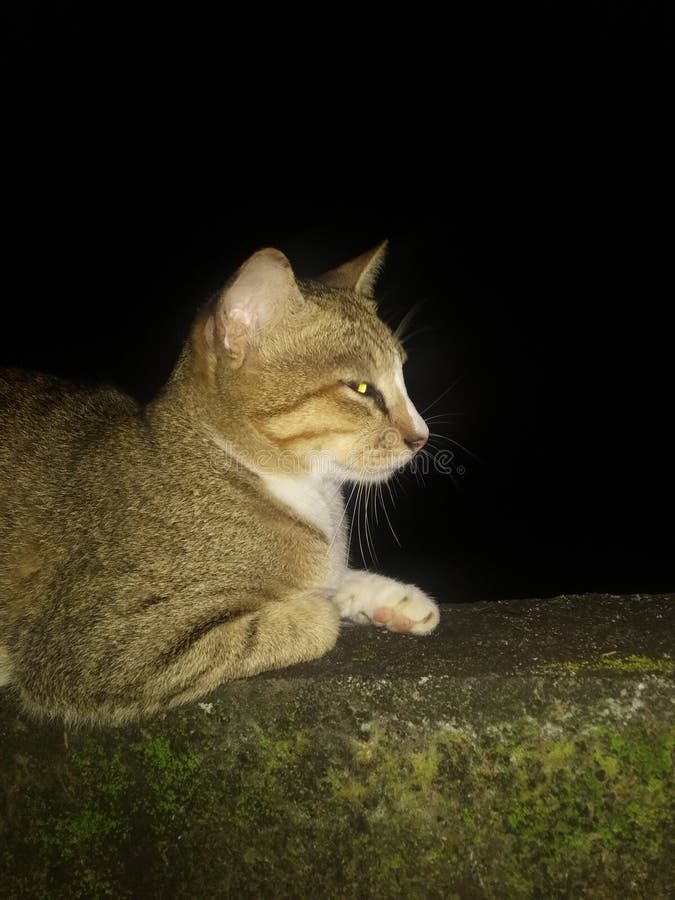 Catty stock image. Image of whiskers, nose, wildlife - 270164071