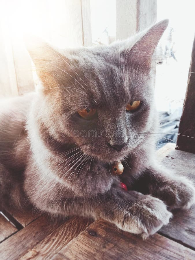 Catty cute eye stock photo. Image of cute, eyes, catty - 209943626