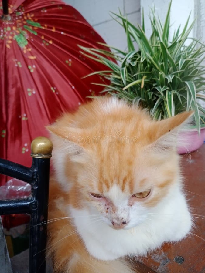 Catty stock image. Image of catty, beautiful, animal - 238941017