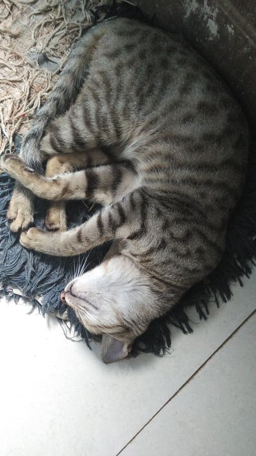 Catty stock photo. Image of time, catty, look, sleeping - 60464978