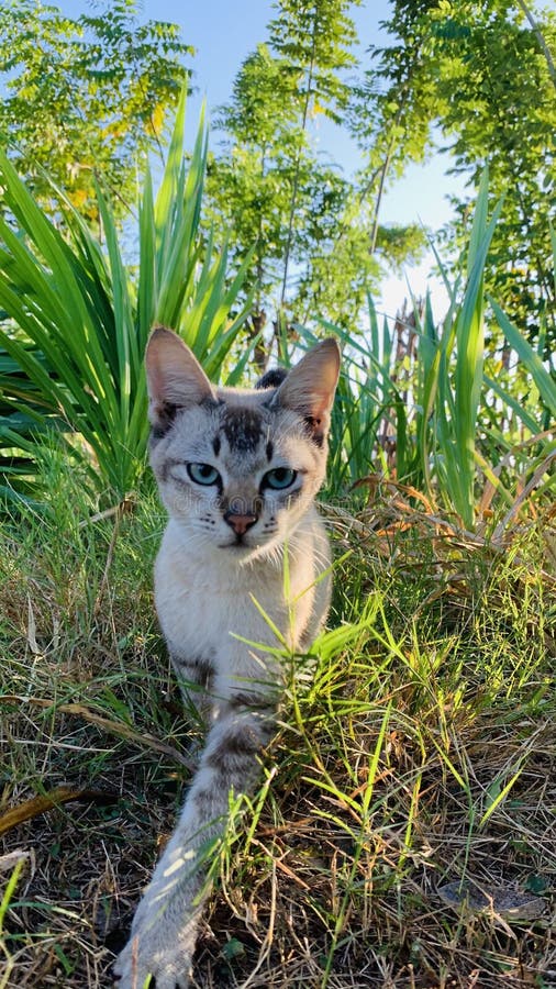 Catty walk stock image. Image of wildlife, carnivore - 261821635