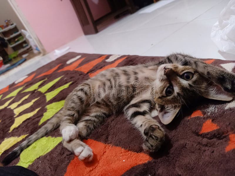 Catty was bored stock photo. Image of textile, catty - 221609920