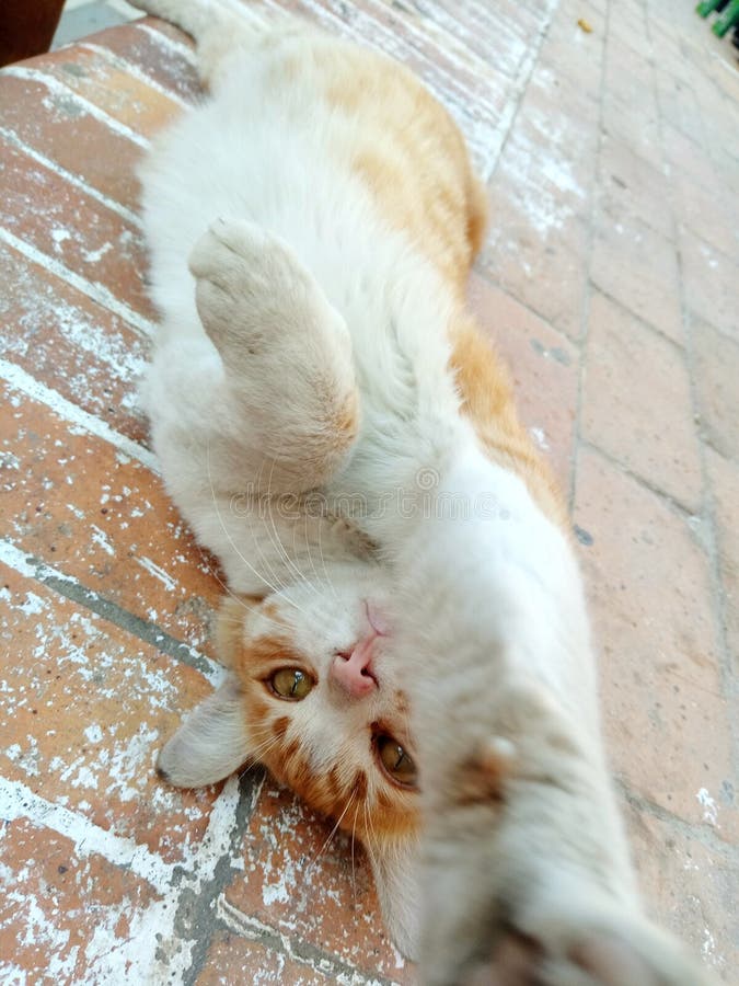 Catty stock photo. Image of cute, natural, animals, lazy - 131021212