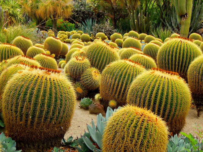 Catus fotografia stock. Immagine di piante, giallo, fotografato - 46731628