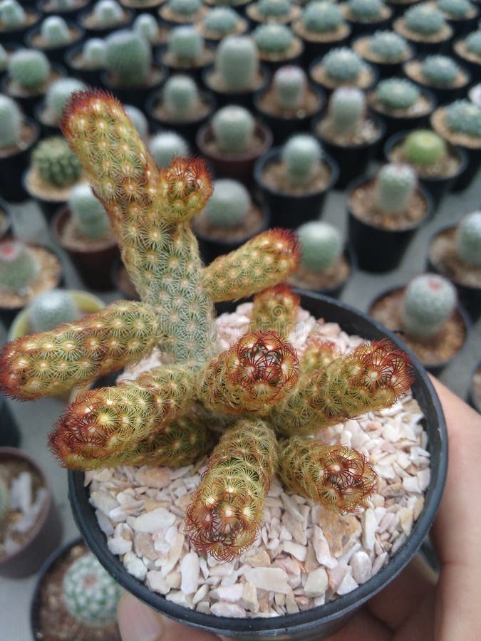 Catus stock photo. Image of catus, beautiful, pretty - 122779980