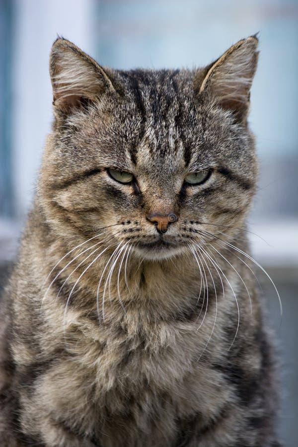 Catus del Felis, gato foto de archivo. Imagen de tomate - 18984144