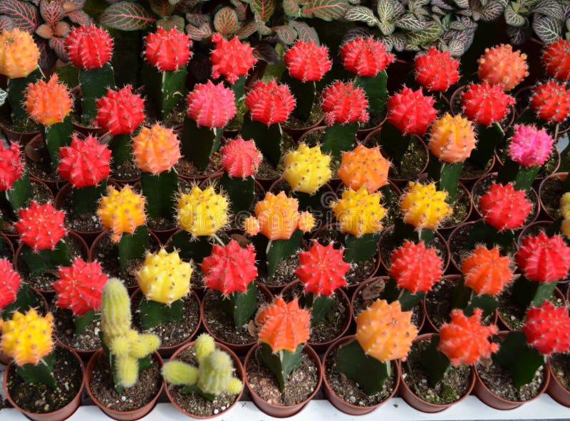 Catus stock photo. Image of tropical, tidy, nature, colours - 39944184