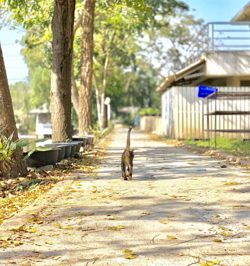 Catwalk stock photo. Image of walk, cute, animal, catwalk - 137012414