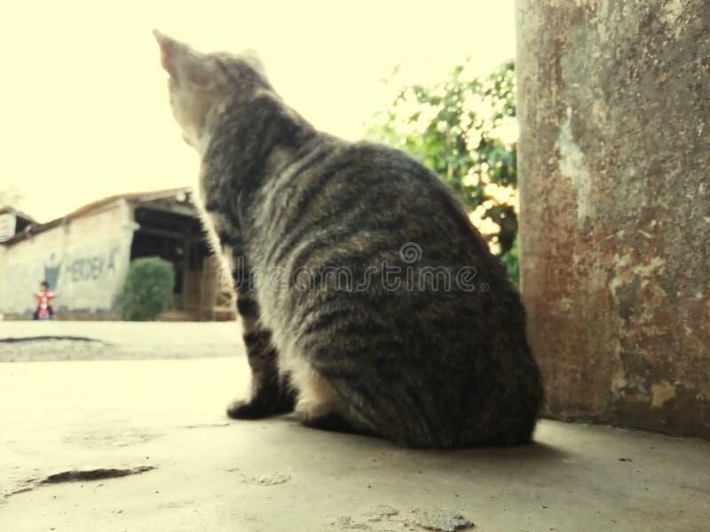 Caty stock image. Image of missing, pets, black, animal - 163505199